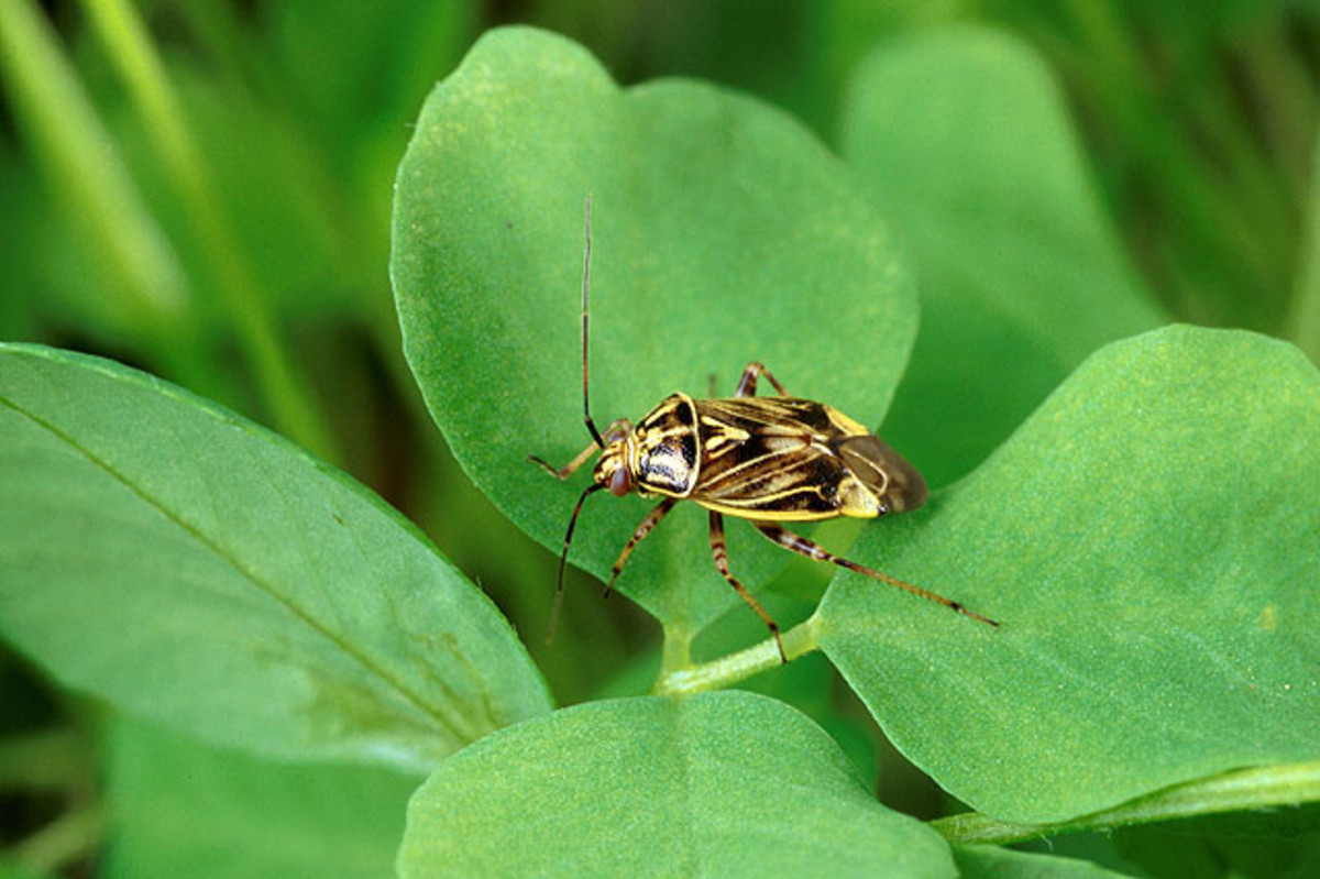 Top Ten Garden Insect Pests of the US and How to Control Them ...