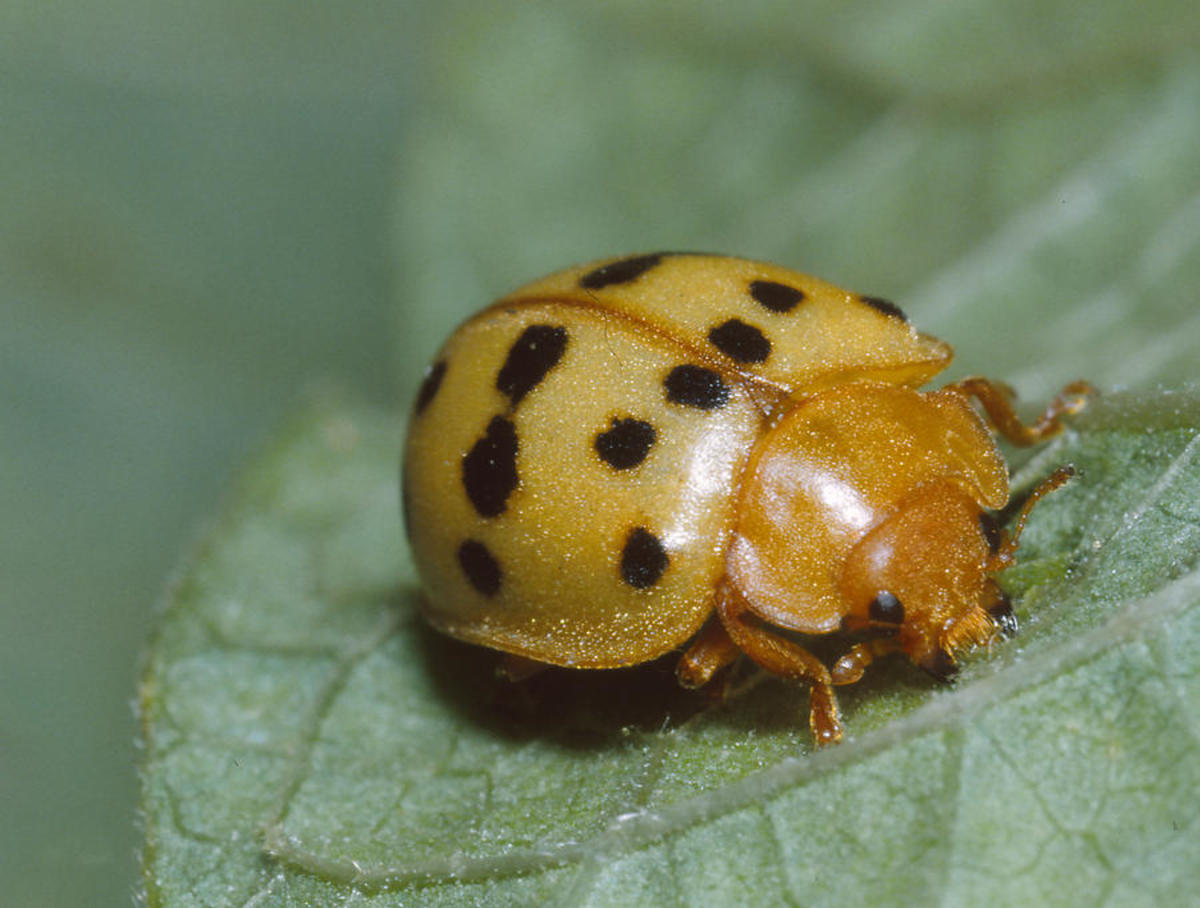 Top Ten Garden Insect Pests of the US and How to Control Them ...