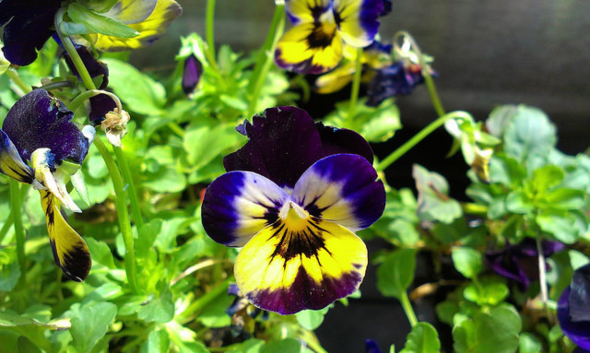 Dark Plants: A Gothic Inspired Garden - HubPages