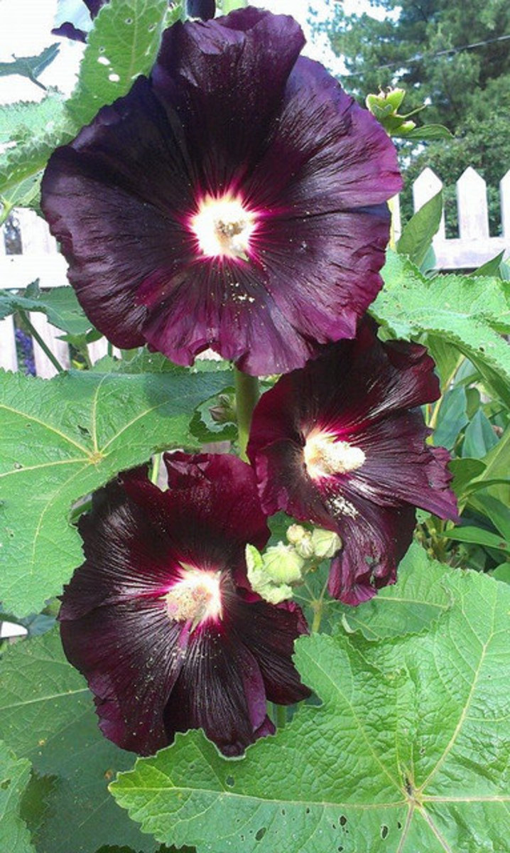 Dark Plants: A Gothic Inspired Garden - HubPages