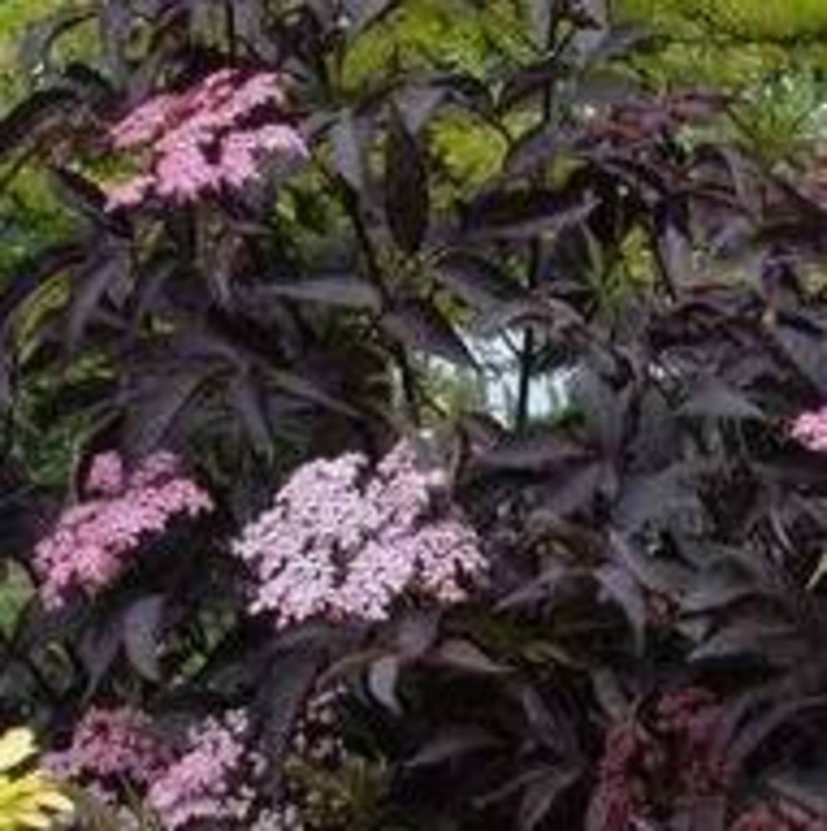 Dark Plants: A Gothic Inspired Garden - HubPages