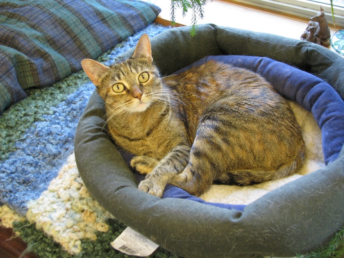Blaze Star, Our Tabby Cat - HubPages