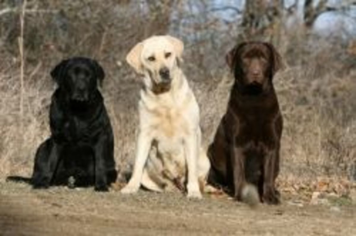 My Chocolate Labrador's Bad Eating and Other Dog Habits - HubPages