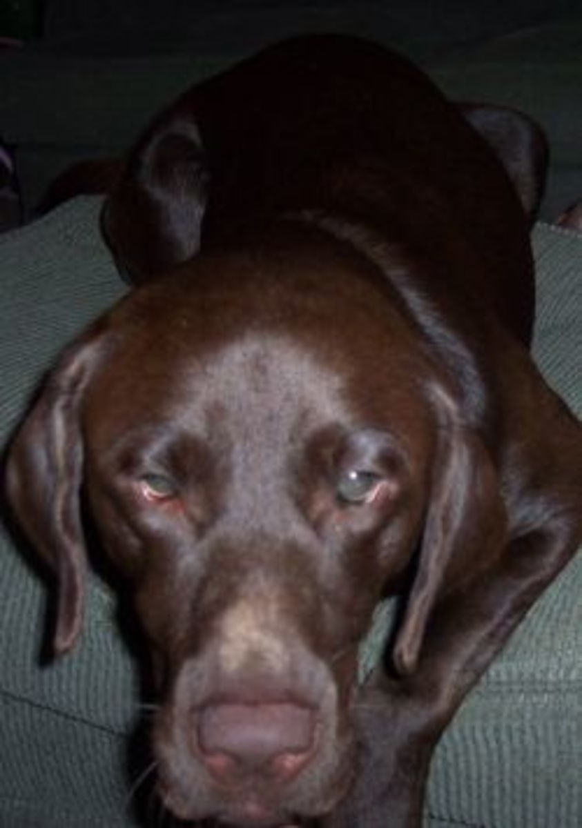 My Chocolate Labrador's Bad Eating and Other Dog Habits - HubPages