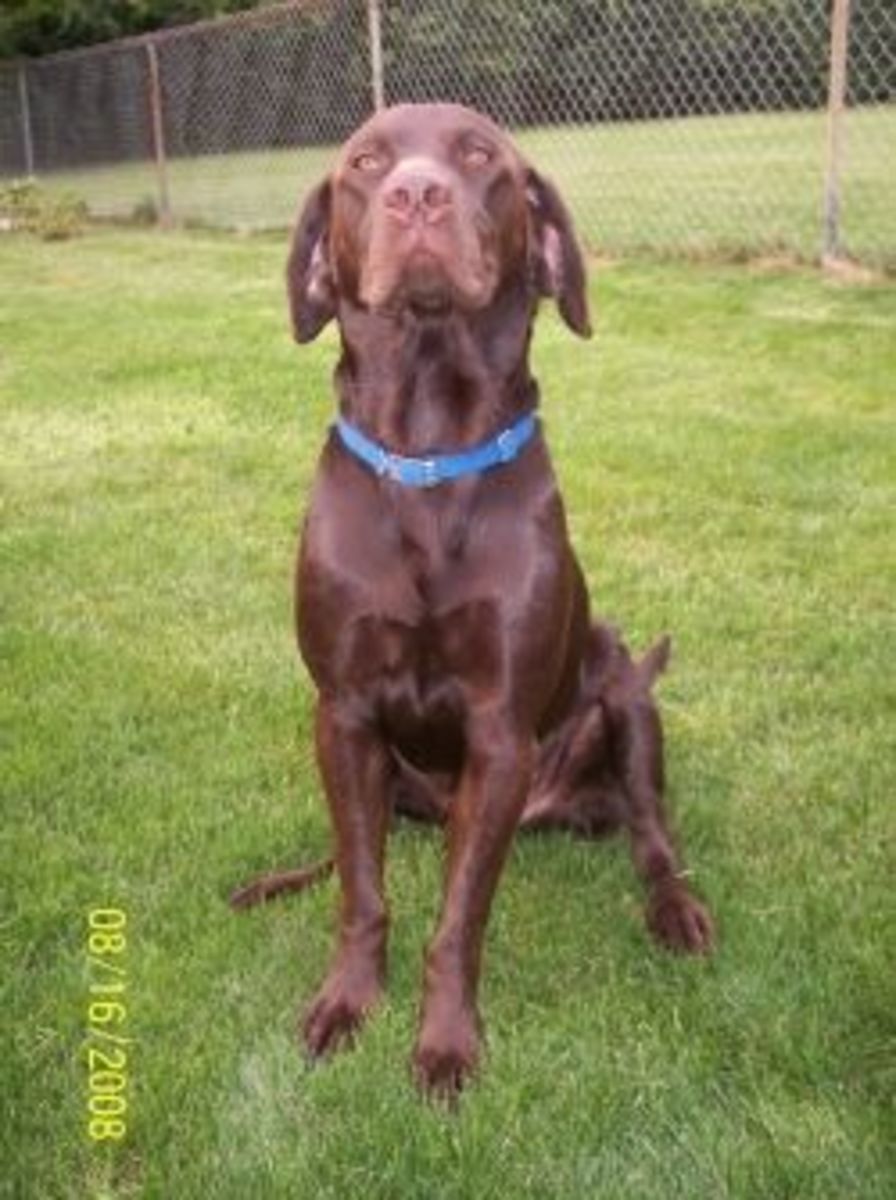 My Chocolate Labrador's Bad Eating and Other Dog Habits - HubPages