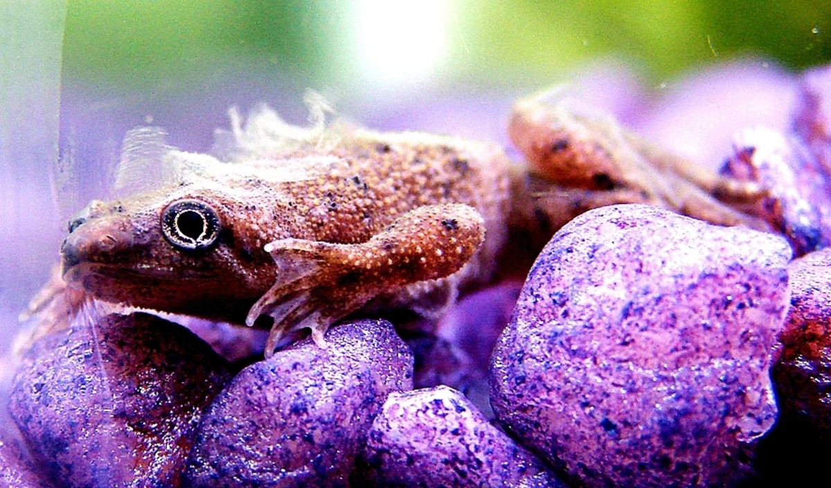 5 Signs Your African Dwarf Frog Is Sick or Dying - PetHelpful