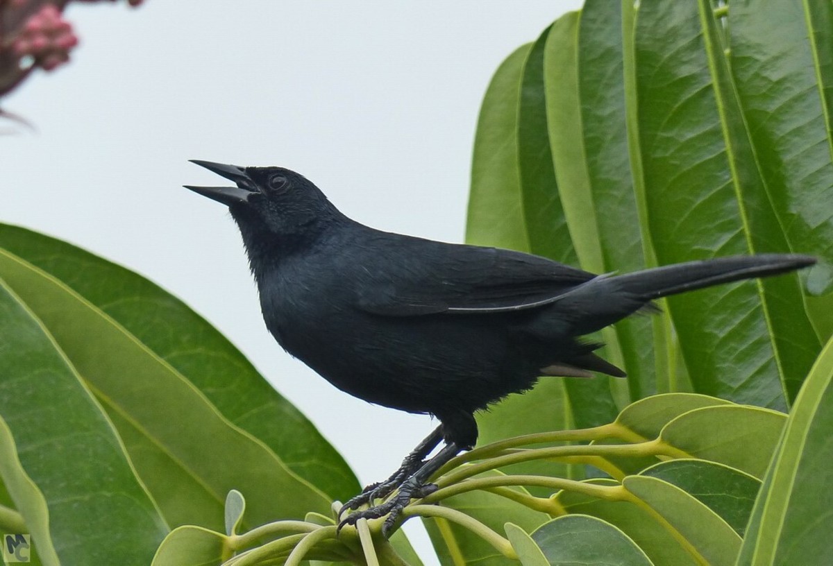 Common Birds of Lima, Peru - HubPages