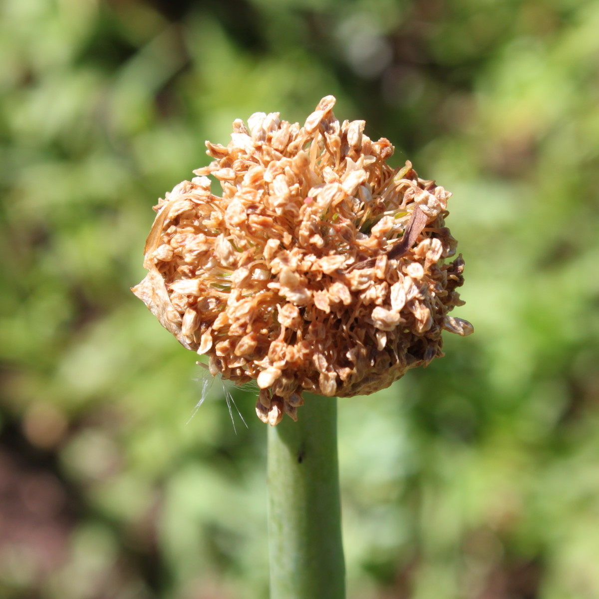 Garden Gadgets: The Best Gardening Tool Gifts for a Busy Gardener ...