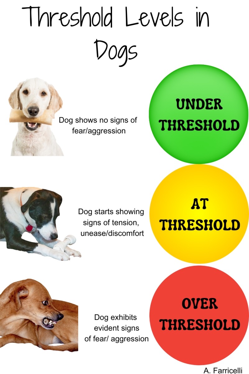 How to Use Threshold Levels to Train a Dog - HubPages