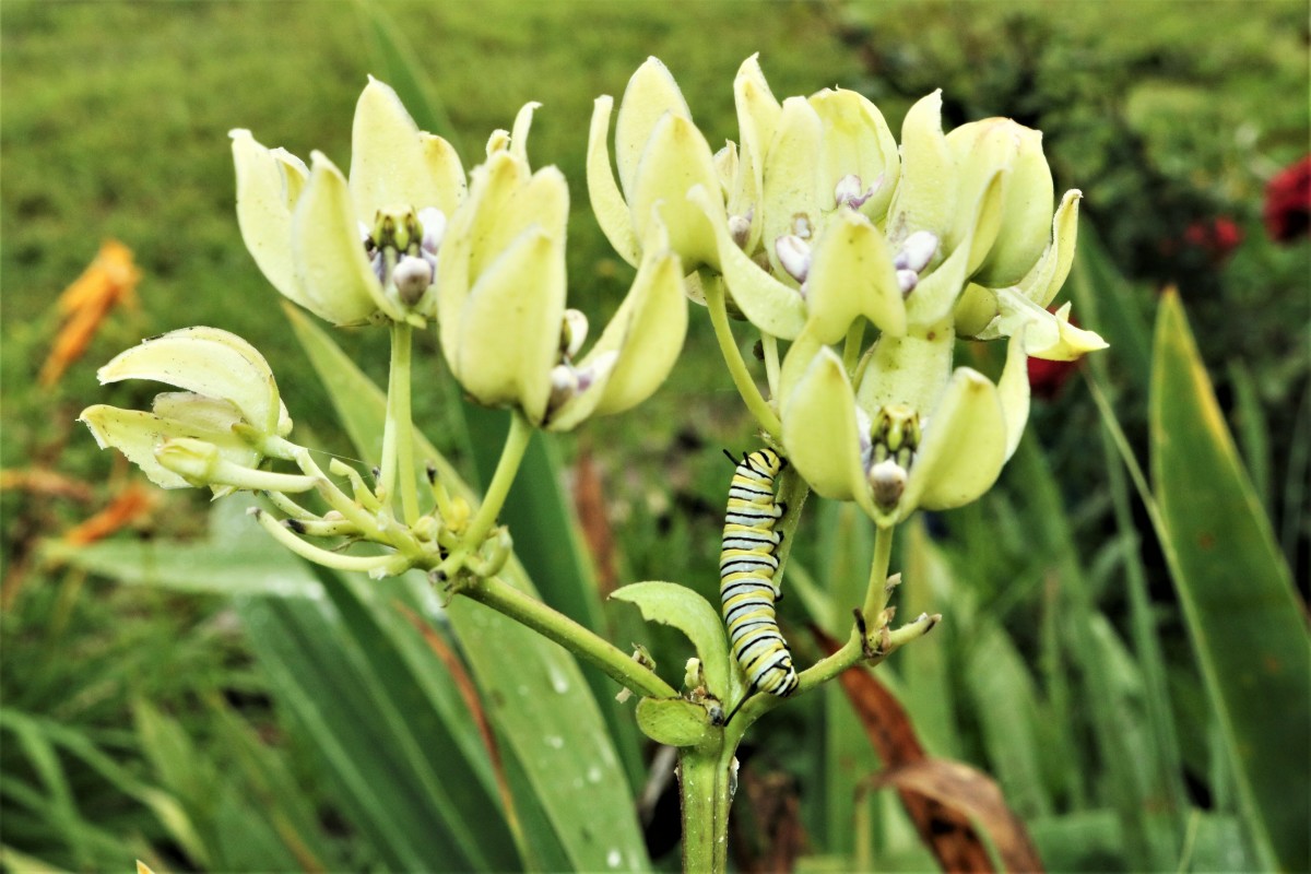 What Can We Do to Help the Monarch Butterfly Population? - HubPages