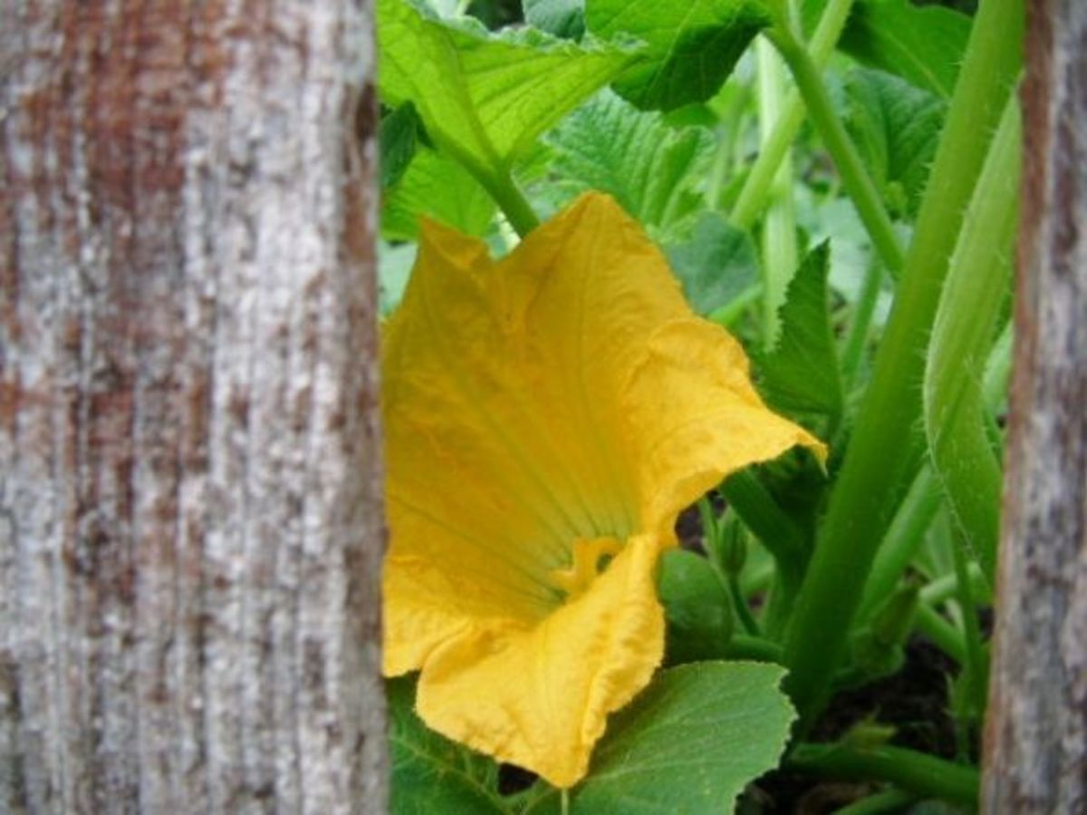 When You've Got the Blahs: Every Day Ideas for Getting Through a Bad ...