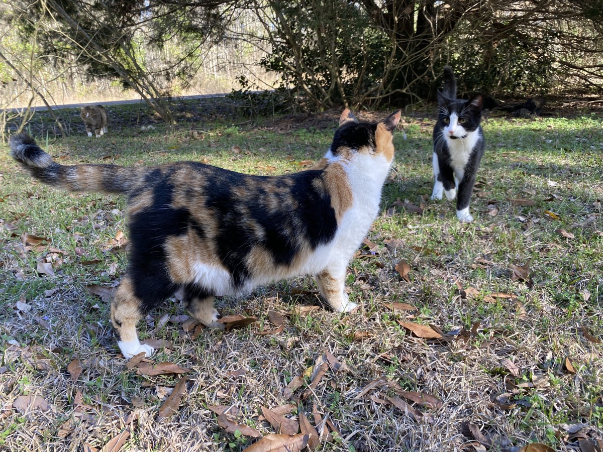 Tailless Wonders: Manx Cats - HubPages