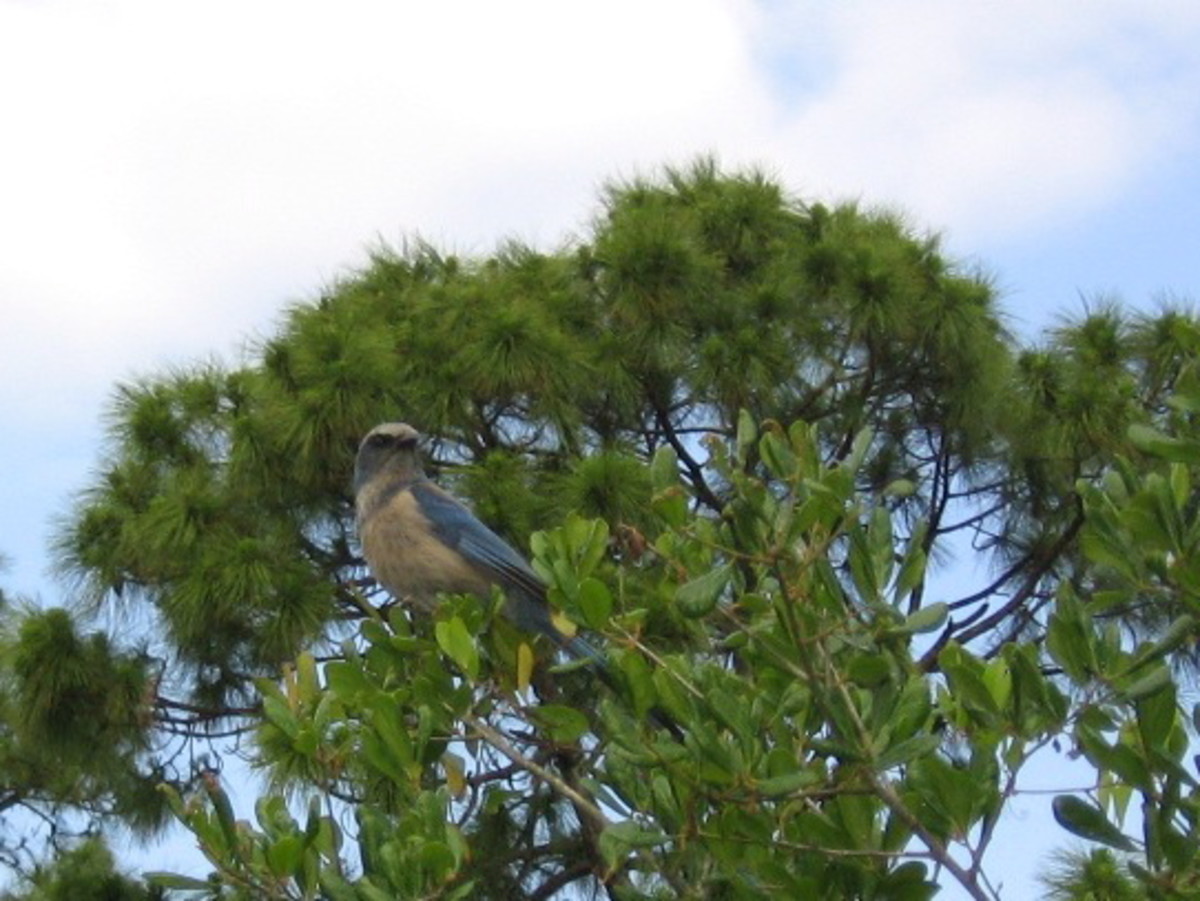 Low Impact Development (LID) in Landscape Design - HubPages