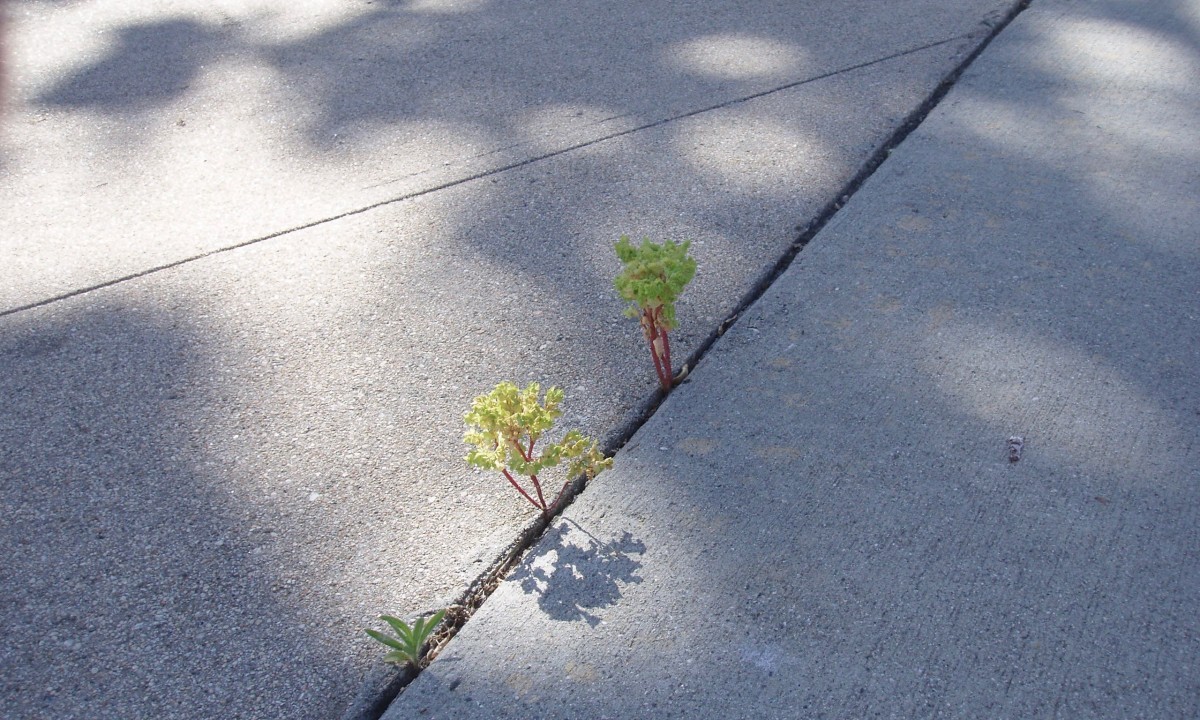 Low Impact Development (LID) in Landscape Design - HubPages