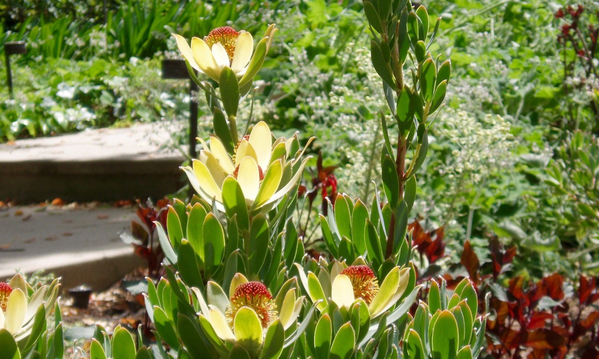 Low Impact Development (LID) in Landscape Design - HubPages