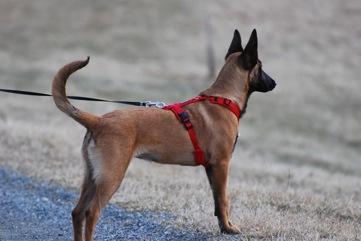 10 Best Dog Accessories Every Pet Owner Should Have - HubPages