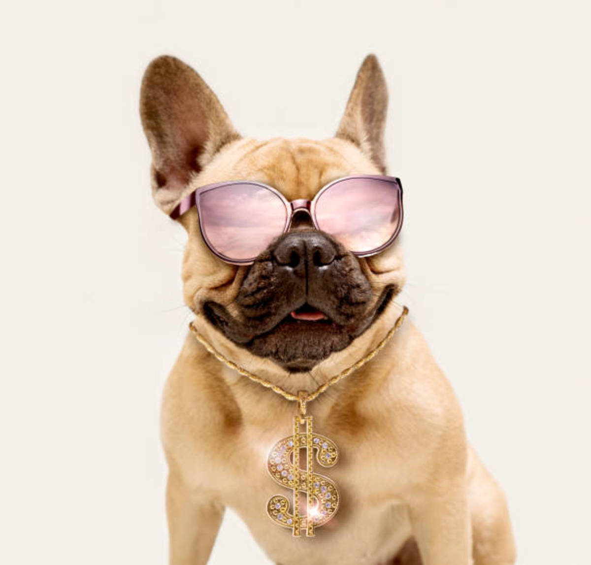 10 Best Dog Accessories Every Pet Owner Should Have - HubPages