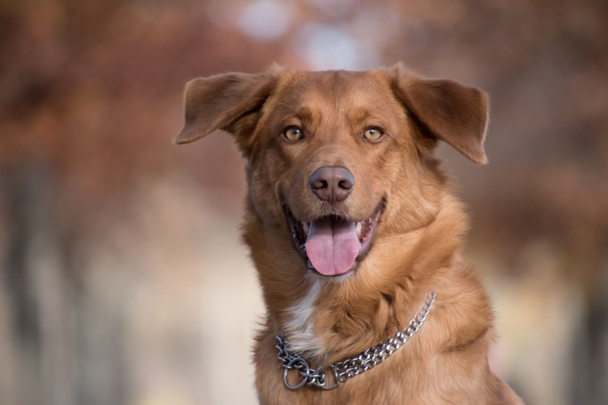 10 Best Dog Accessories Every Pet Owner Should Have - HubPages