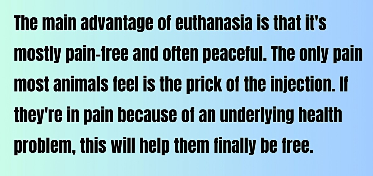 Pet Euthanasia vs. Natural Death - PetHelpful
