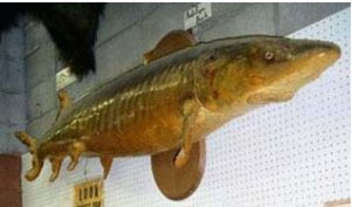 What Is Lurking in Flathead Lake? - HubPages