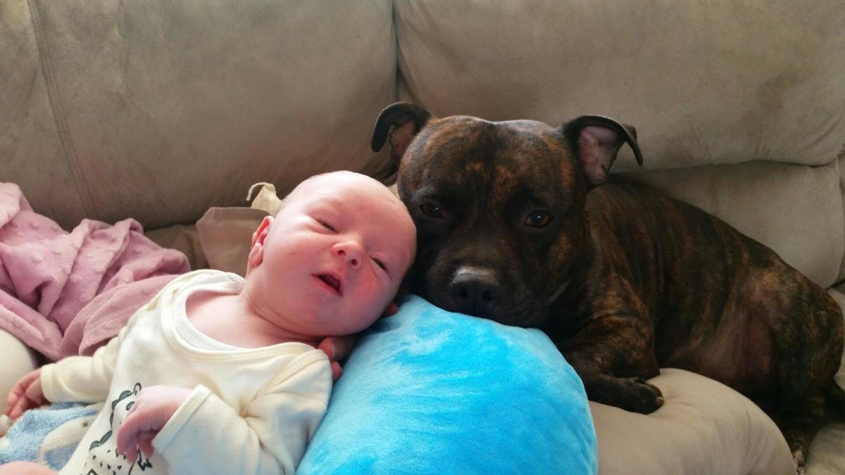 Train Your Dog Without Smacking - HubPages