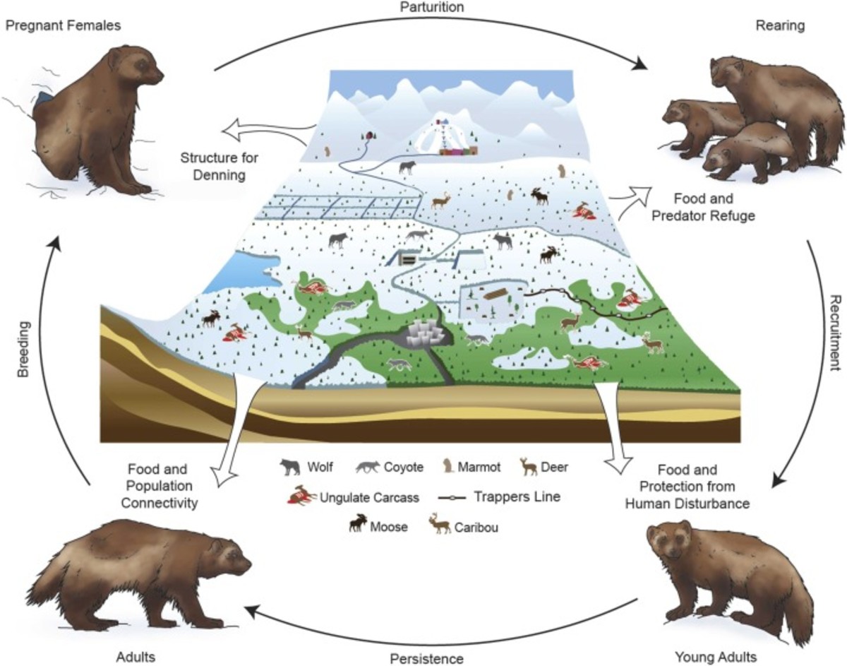 The Endangered And Elusive Wolverine - HubPages