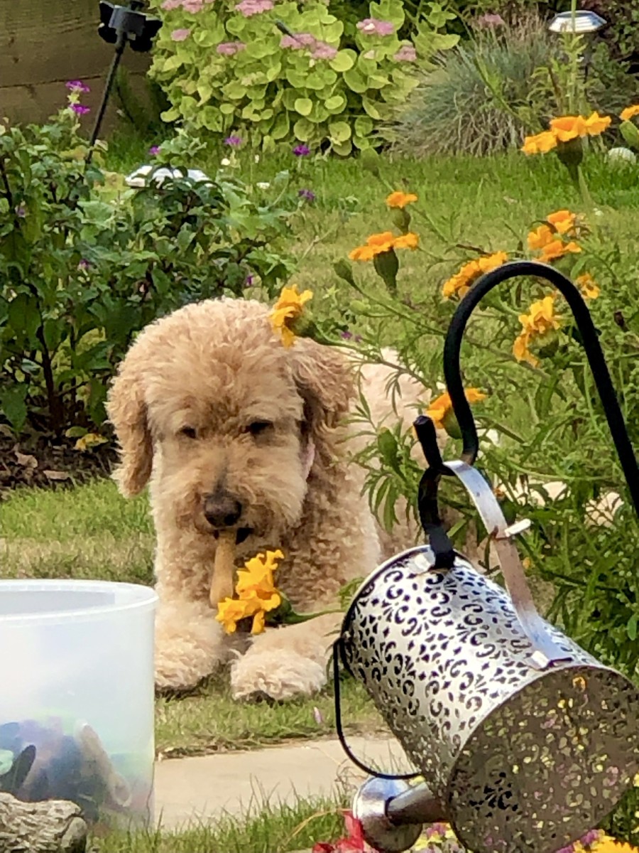 Top 5 Sturdy Garden Plants for Dog Owners - HubPages