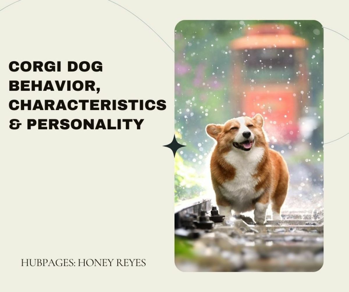Corgi Puppies: The Complete Guide to This Adorable Breed - HubPages
