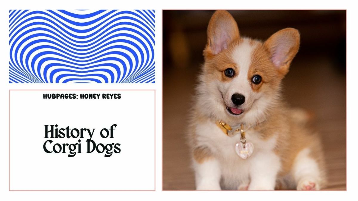 Corgi Puppies: The Complete Guide to This Adorable Breed - HubPages