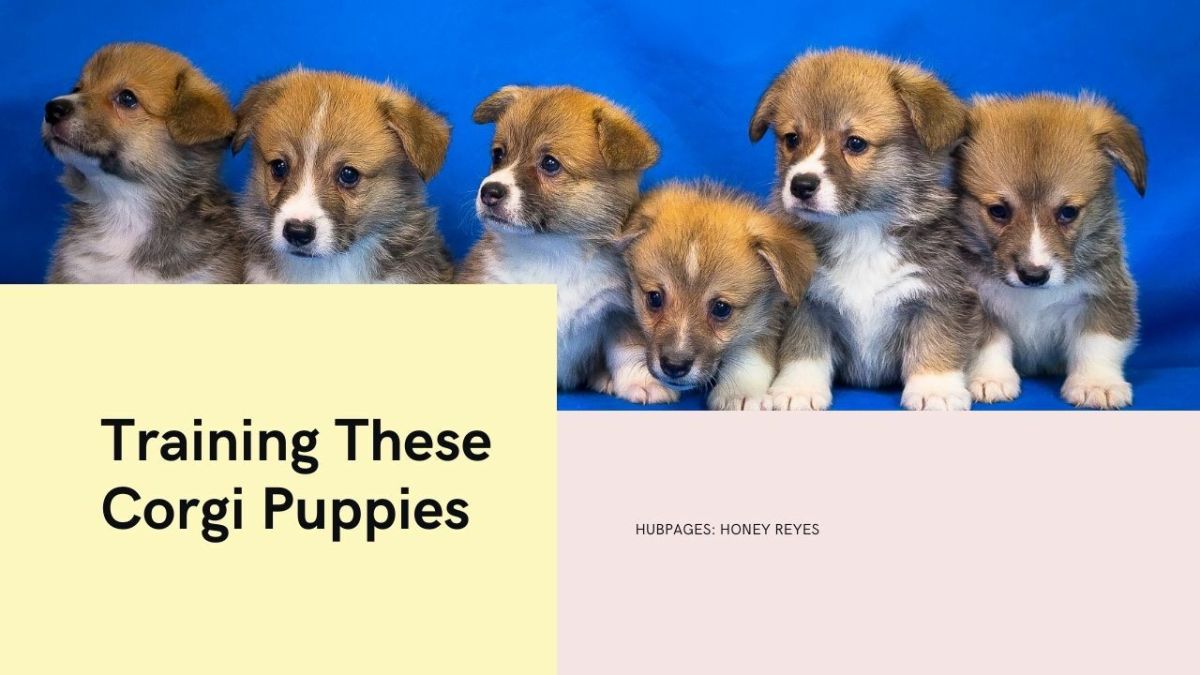 Corgi Puppies: The Complete Guide to This Adorable Breed - HubPages