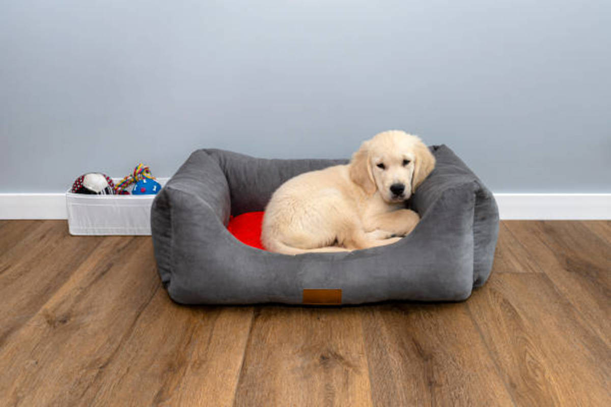 10 Best Dog Accessories Every Pet Owner Should Have - HubPages