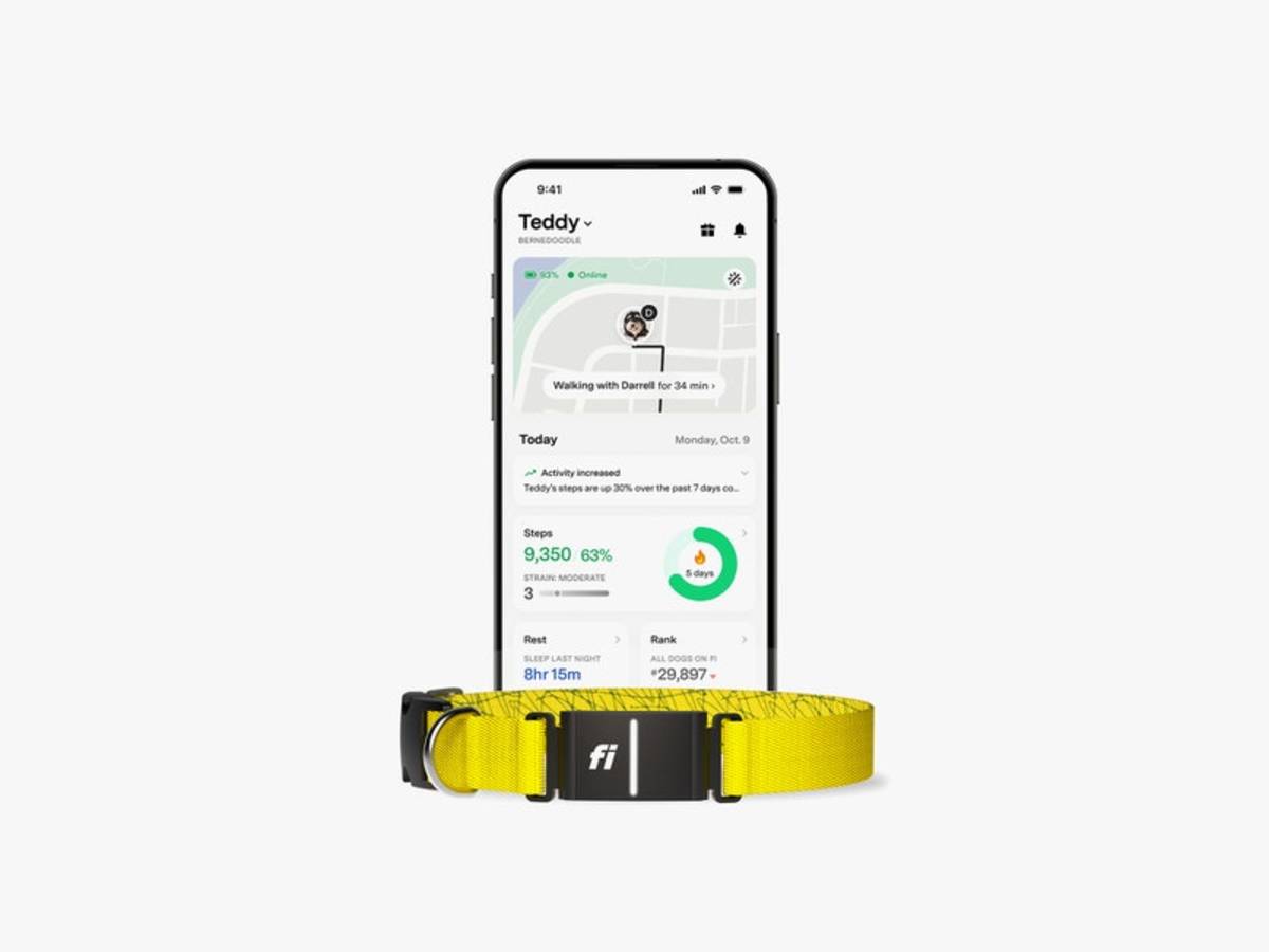 10 Best Dog Accessories Every Pet Owner Should Have - HubPages