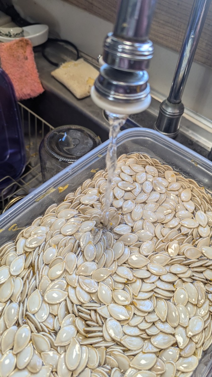 Pumpkin Seeds - Cleaning for Roasting - HubPages