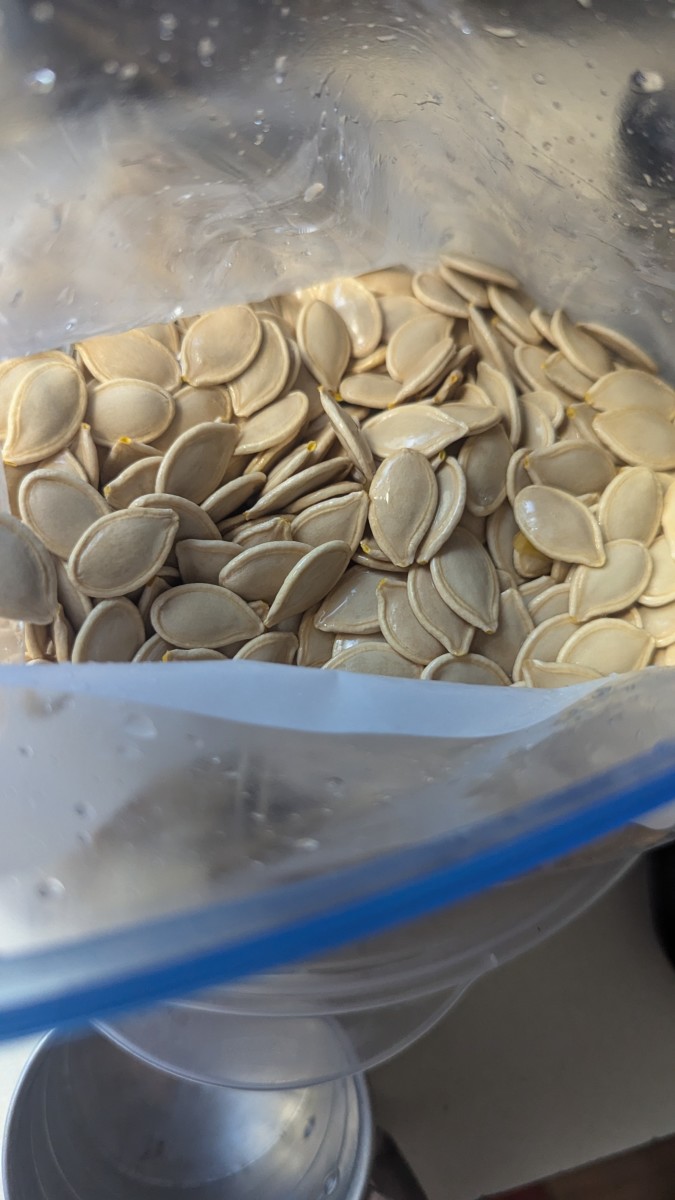 Pumpkin Seeds - Cleaning for Roasting - HubPages