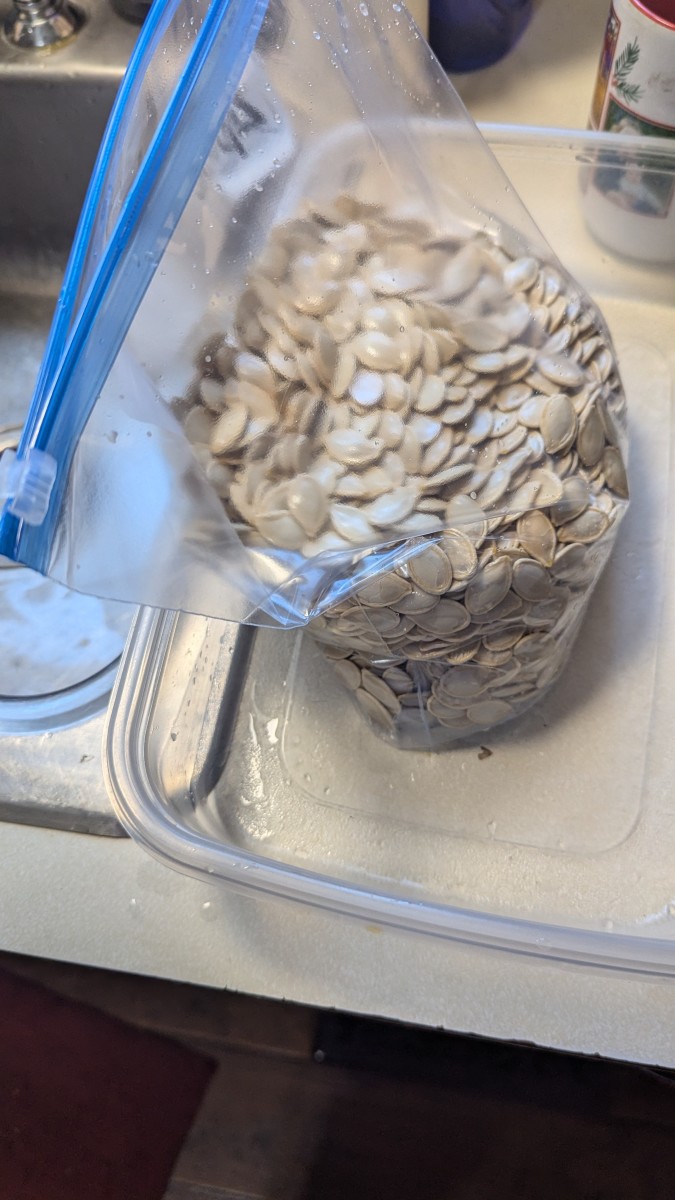 Pumpkin Seeds - Cleaning for Roasting - HubPages