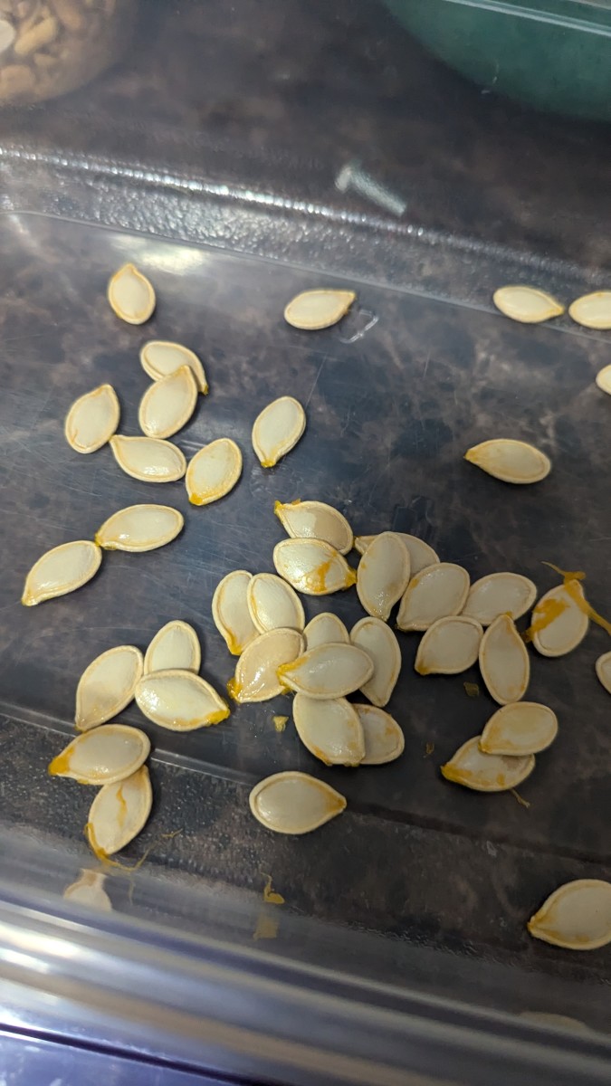 Pumpkin Seeds - Cleaning for Roasting - HubPages