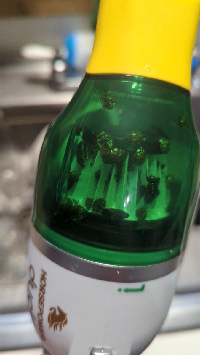 Horsepower Duck - to Nab Our Bug Infestation - HubPages