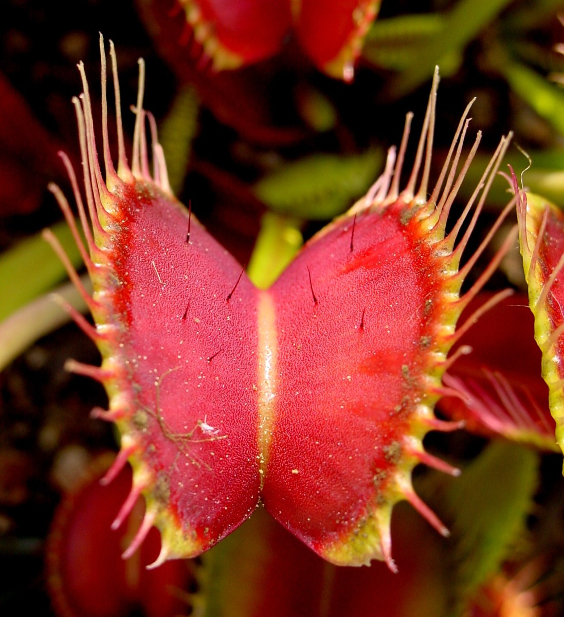 Flesh Eating Plants - HubPages