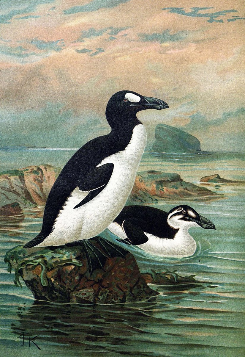The Great Auk: Vanished Seabirds of the Atlantic - HubPages