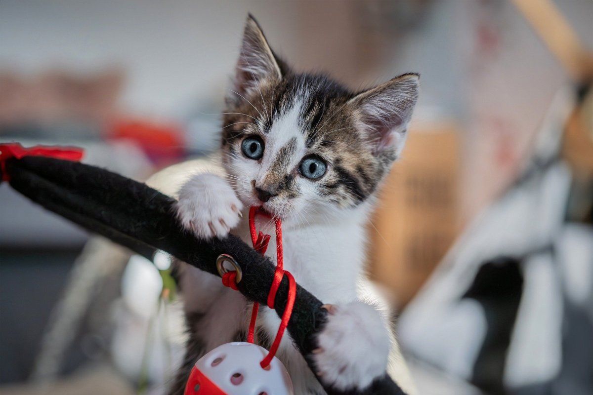 Why You Should Consider Pet Insurance for Your Cat - HubPages