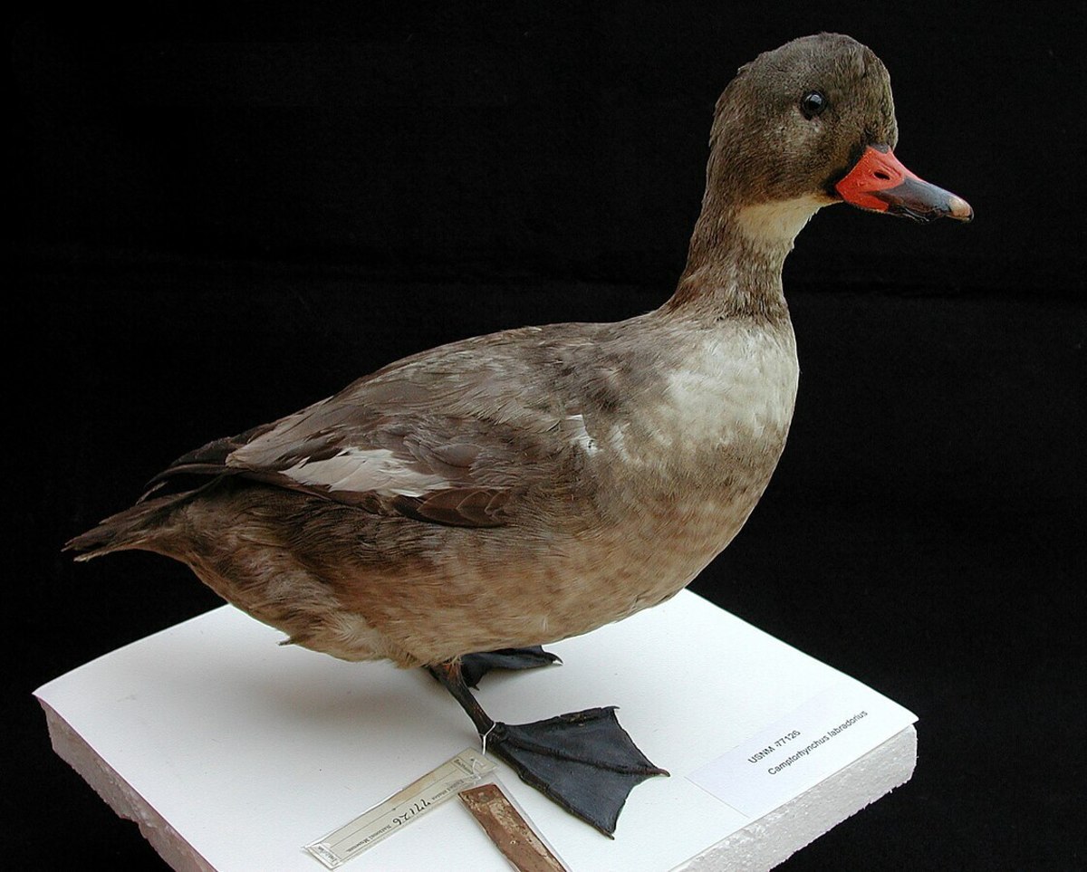 The Labrador Duck: A Species Shrouded in Mystery - HubPages