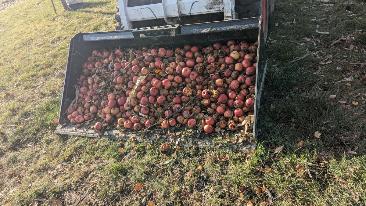 Apples - Fallen Apples Make Great Garden Fertilizer - HubPages