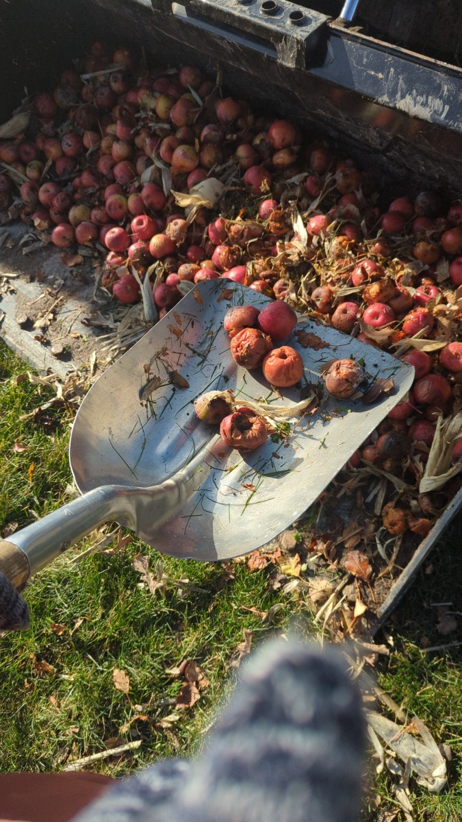 Apples - Fallen Apples Make Great Garden Fertilizer - HubPages