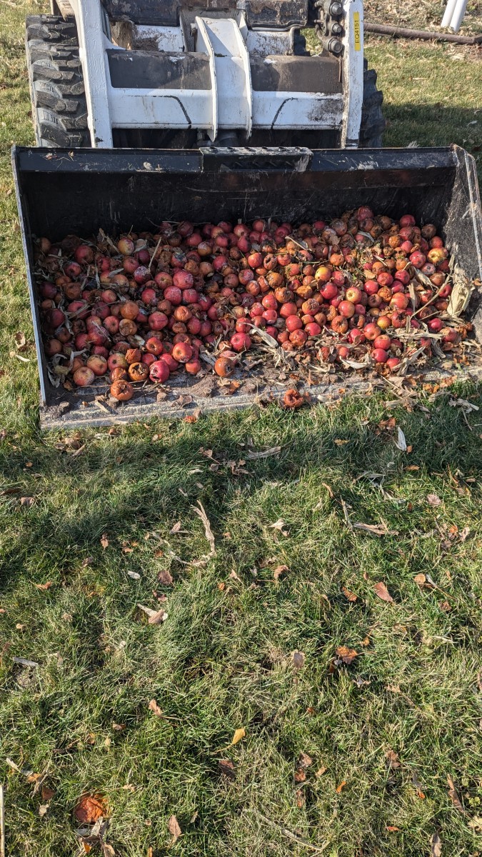 Apples - Fallen Apples Make Great Garden Fertilizer - HubPages