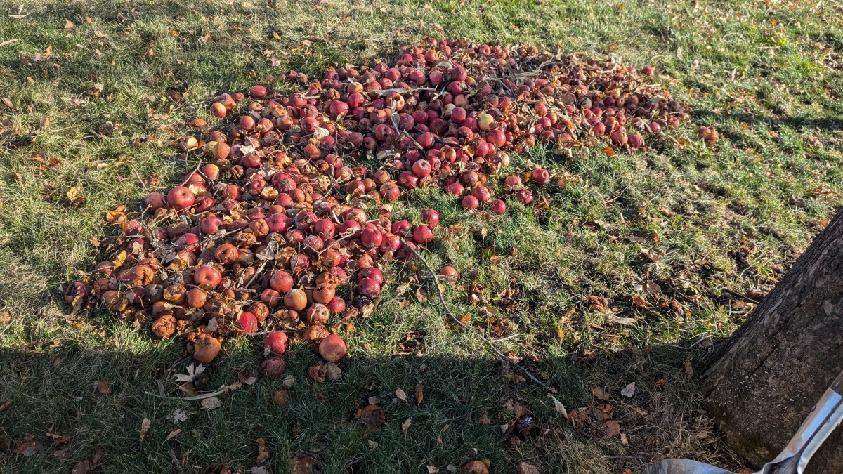 Apples - Fallen Apples Make Great Garden Fertilizer - HubPages