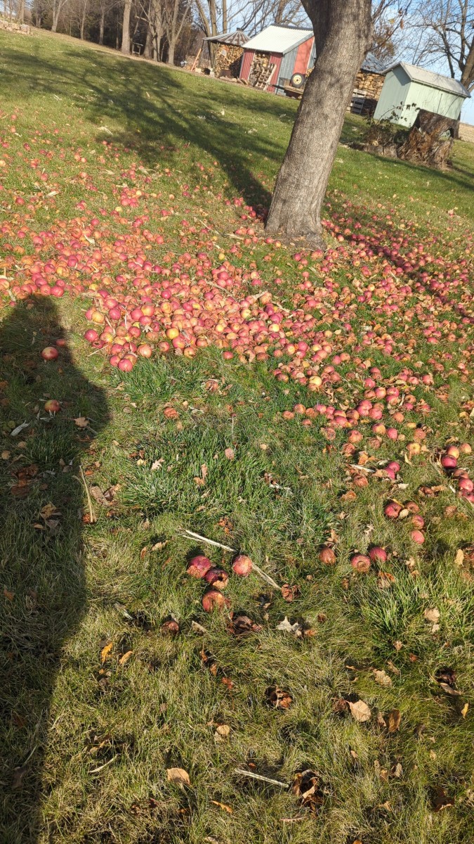 Apples - Fallen Apples Make Great Garden Fertilizer - HubPages