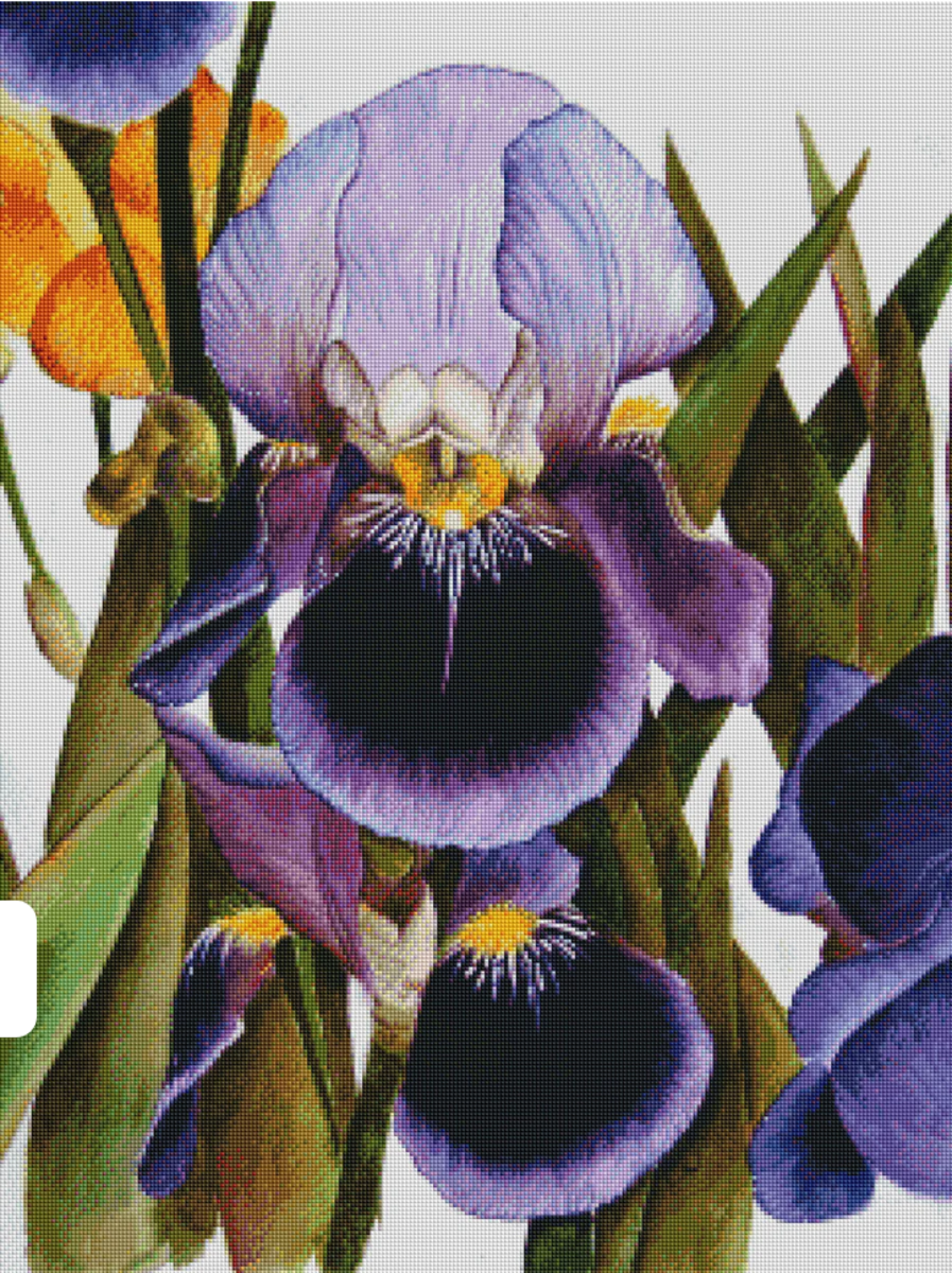 My Iris Photograph Comes Full Circle - HubPages