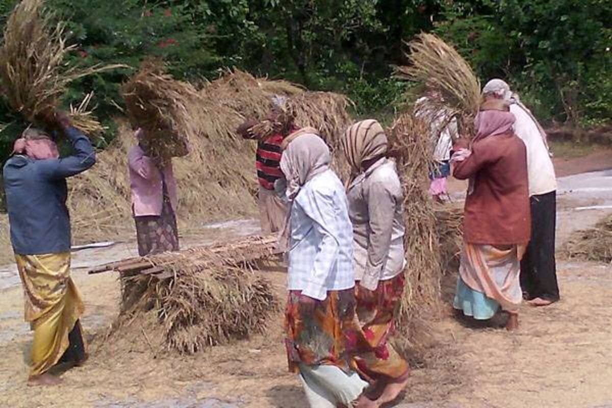 Growing Paddy for Self Sustainable Organic Harvests - HubPages