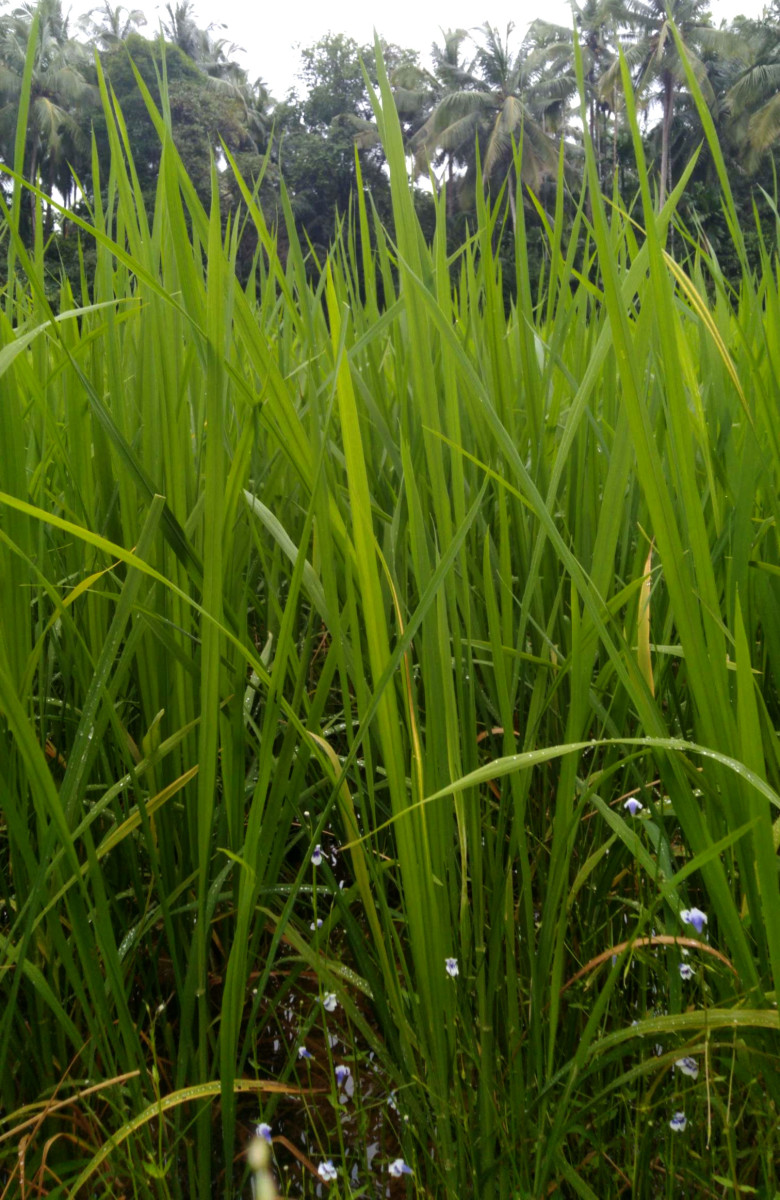 Growing Paddy for Self Sustainable Organic Harvests - HubPages