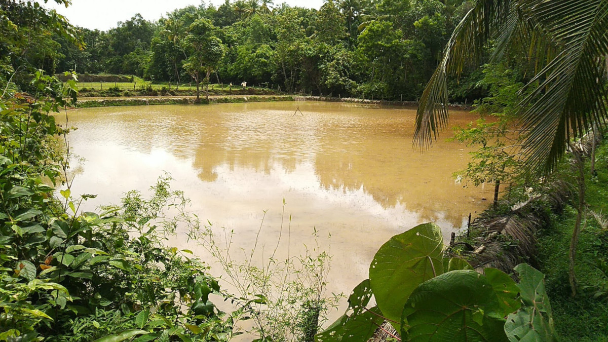 Growing Paddy for Self Sustainable Organic Harvests - HubPages